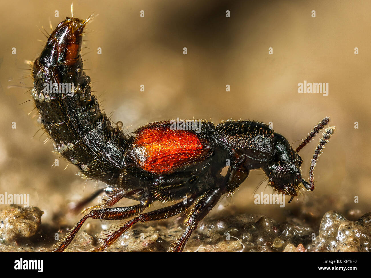 Bledius spectabilis hi-res stock photography and images - Alamy