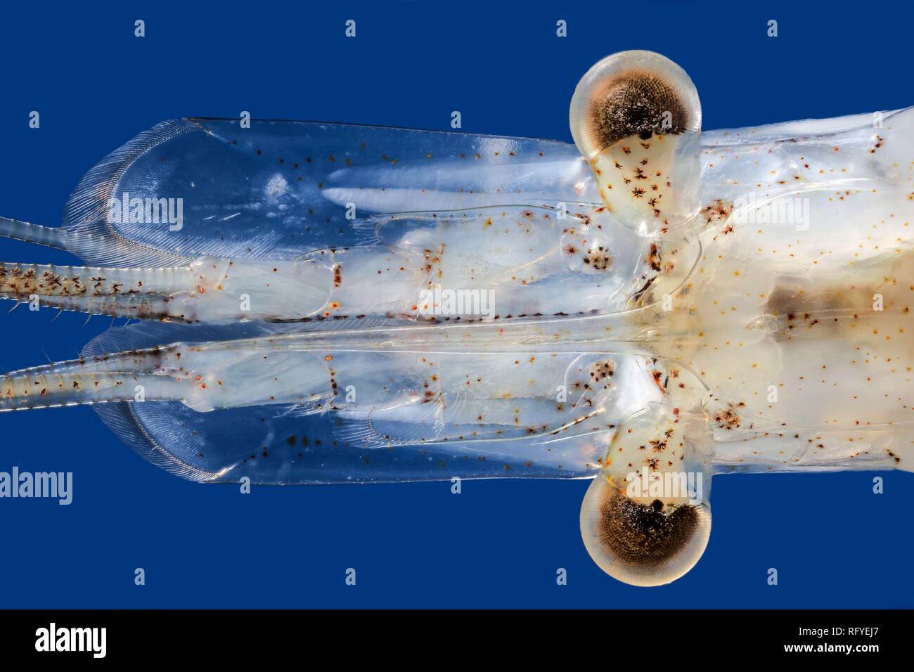 top view of head of live prawn compound eyes and chromatophores Stock ...