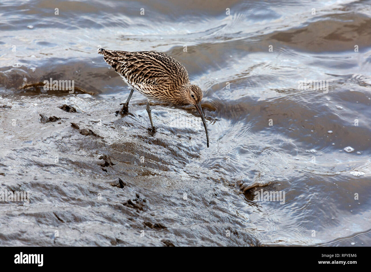 Waders birdlife hi-res stock photography and images - Alamy