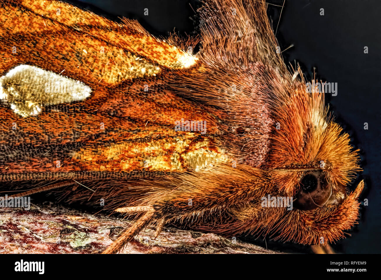 Gold spot moth hi-res stock photography and images - Alamy