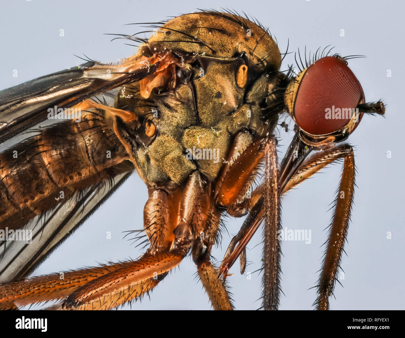 Empid fly hi-res stock photography and images - Alamy
