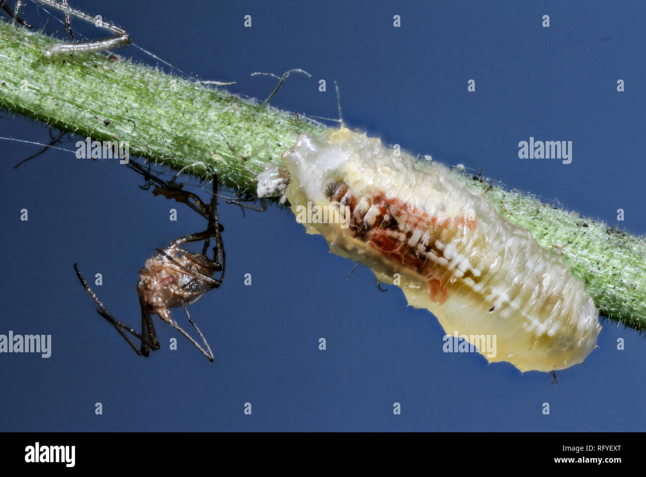Hoverfly Larva High Resolution Stock Photography and Images - Alamy