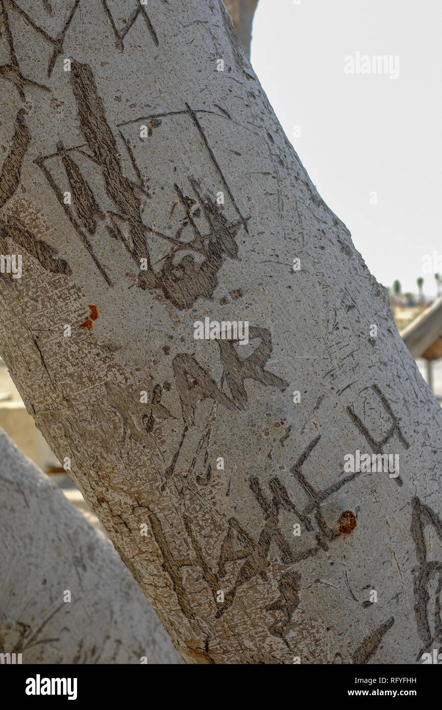 Alphabet and initials carved on the trunk of tree at Sharjah Beach ...