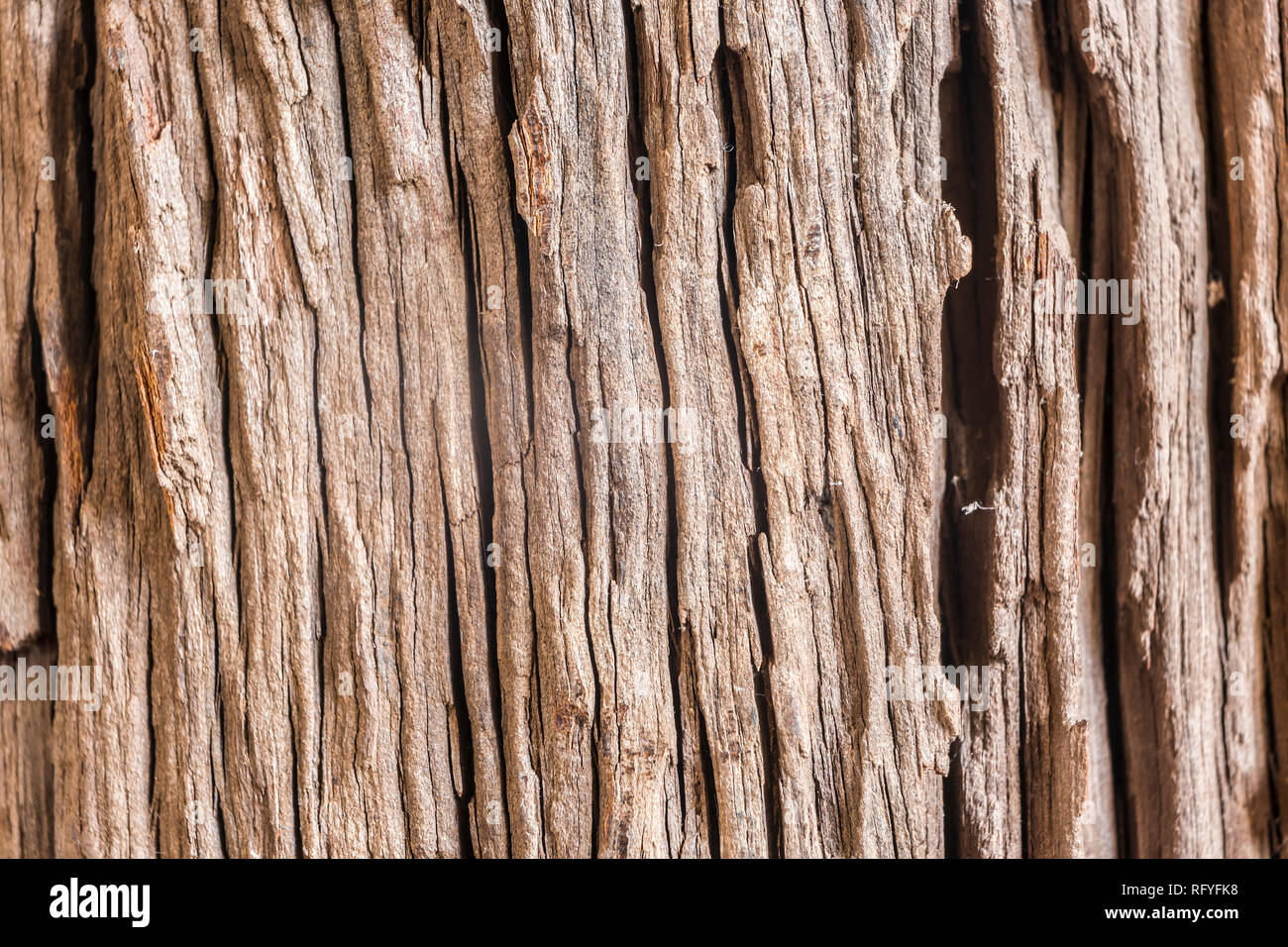 Detail of old wood bark of dry tree for nature background Stock Photo ...