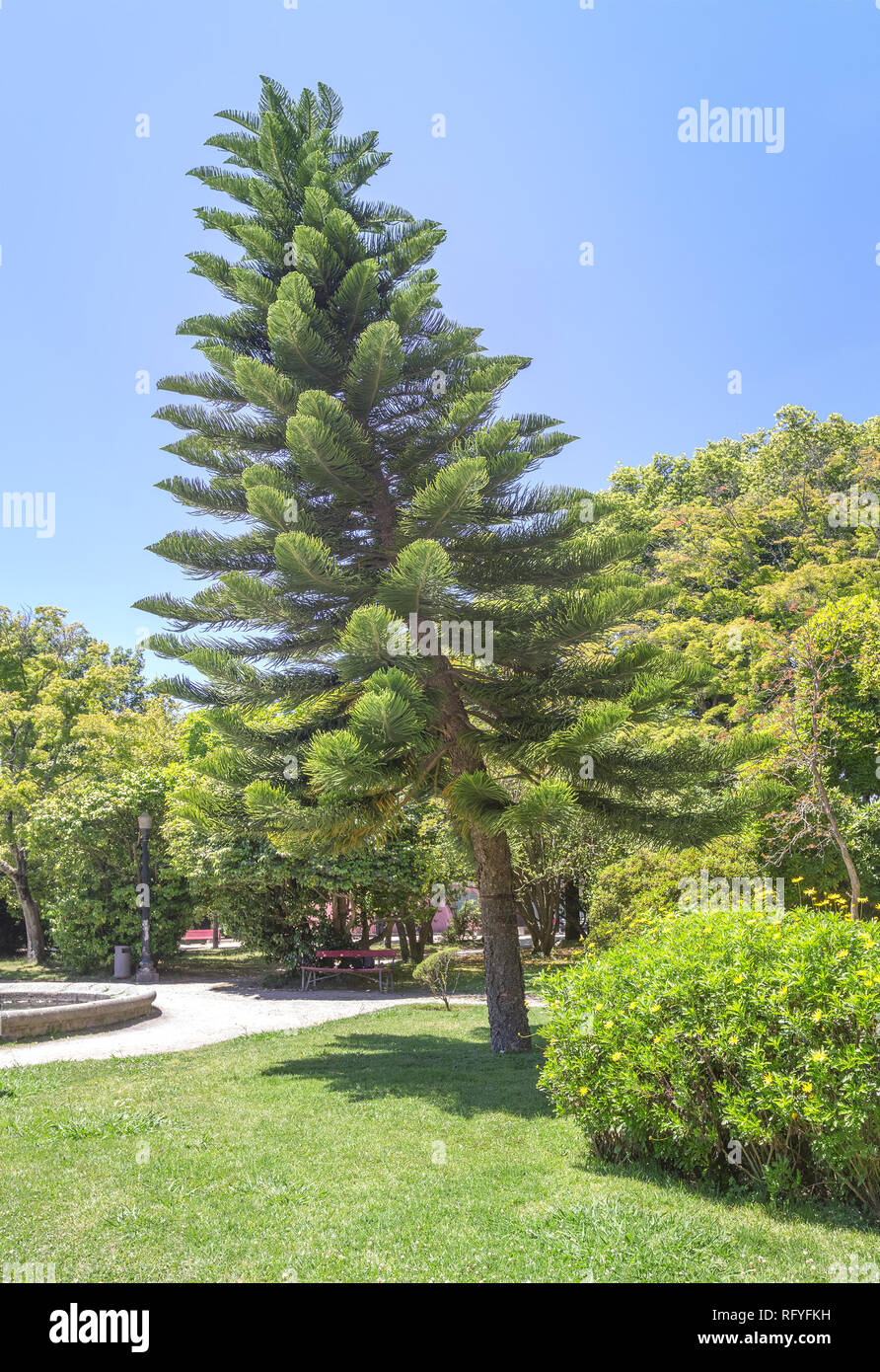 Araucaria columnaris tree. Porto, Portugal Stock Photo - Alamy
