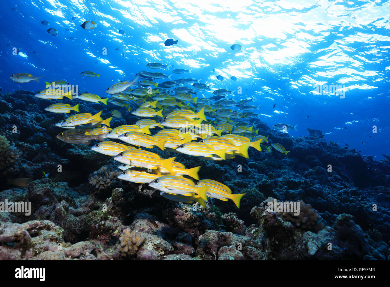 Great Barrier Reef Fish Stock Photos & Great Barrier Reef Fish Stock ...