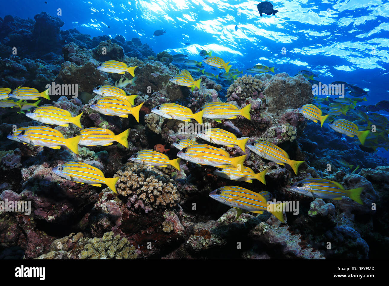 Great barrier reef fish hi-res stock photography and images - Alamy