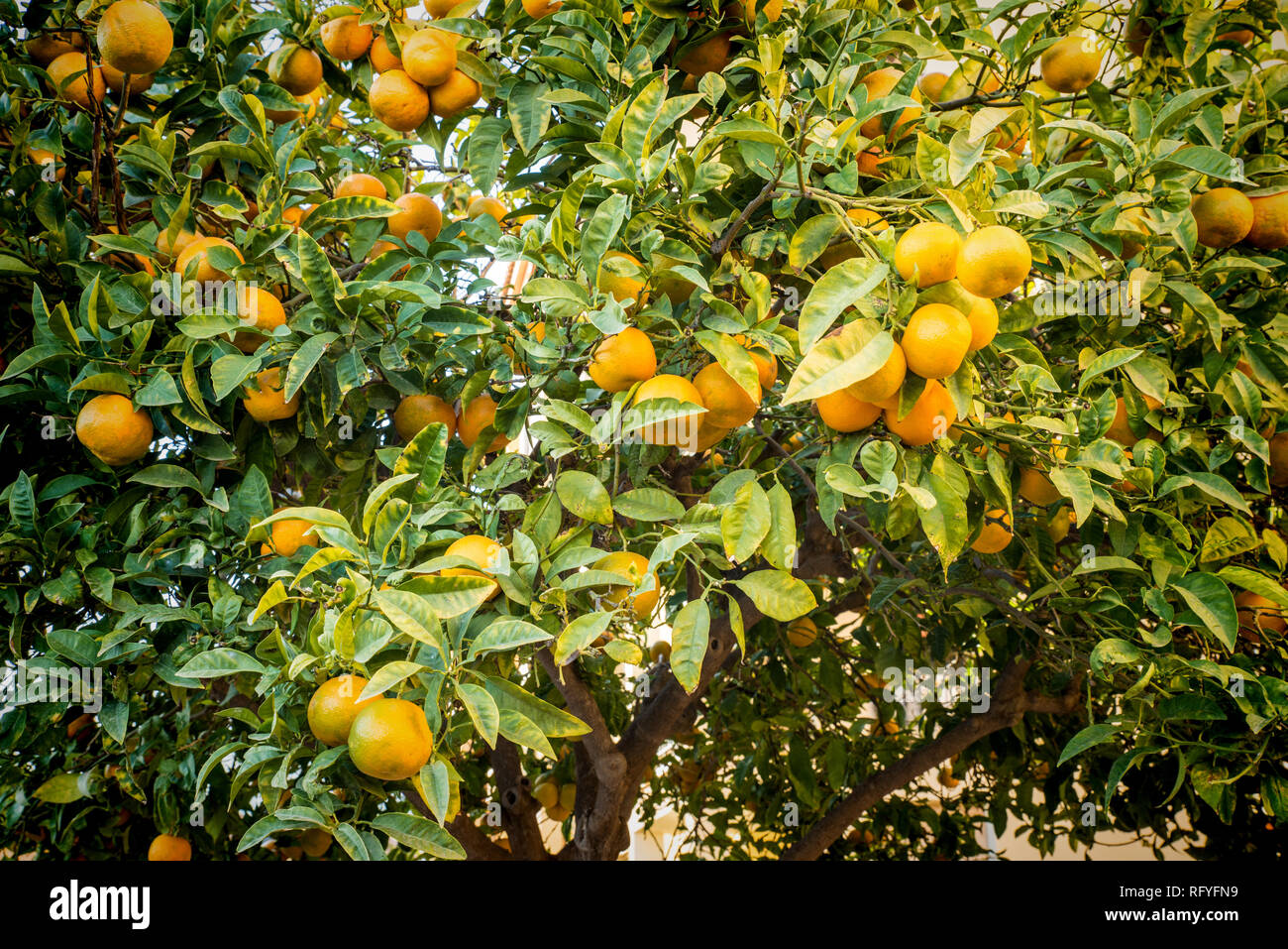 Orange tree loaded with fresh fruit about to be ready for harvesting ...