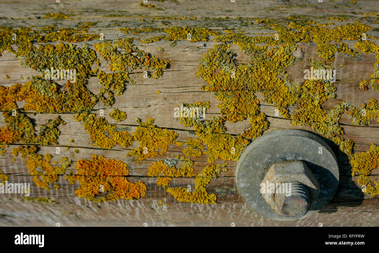 Timber groin hi-res stock photography and images - Alamy