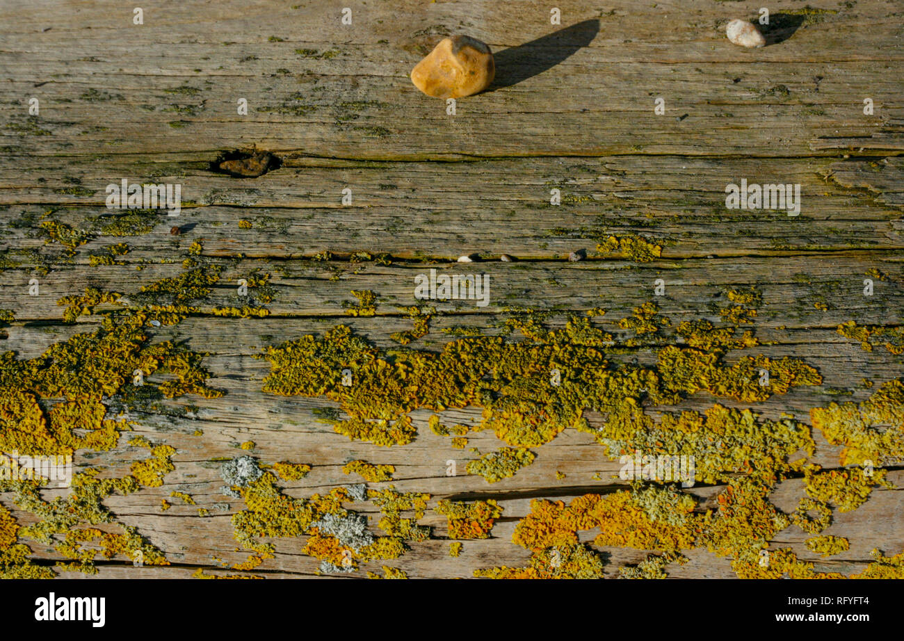 Stones and lichen on a timber groin at the seaside in Felpham near ...