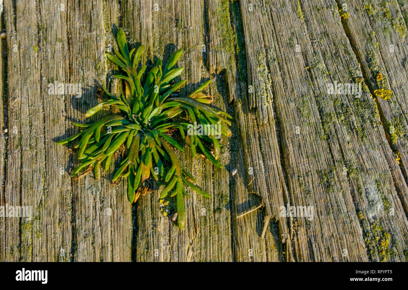 Timber Groin High Resolution Stock Photography and Images - Alamy