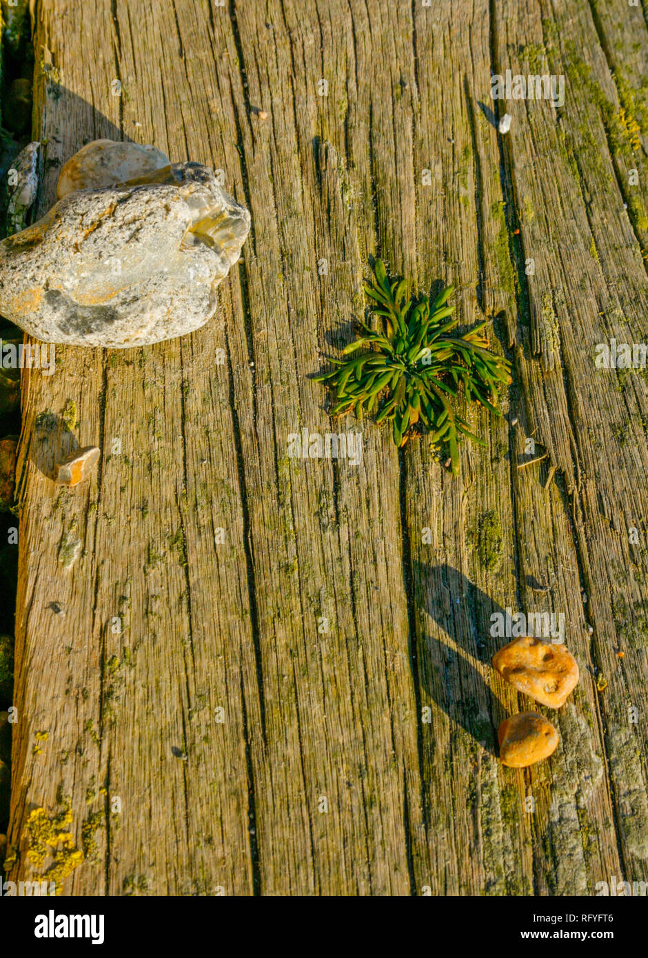 Timber groin with stones and a small plant at the seaside in Felpham ...