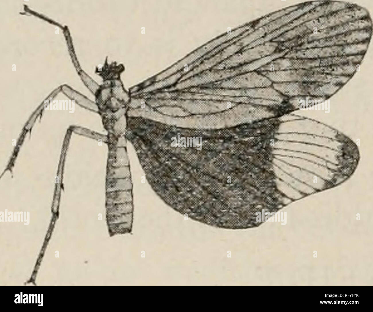 . The Canadian entomologist. Insects; Entomology. 324 THE CANADIAN ...