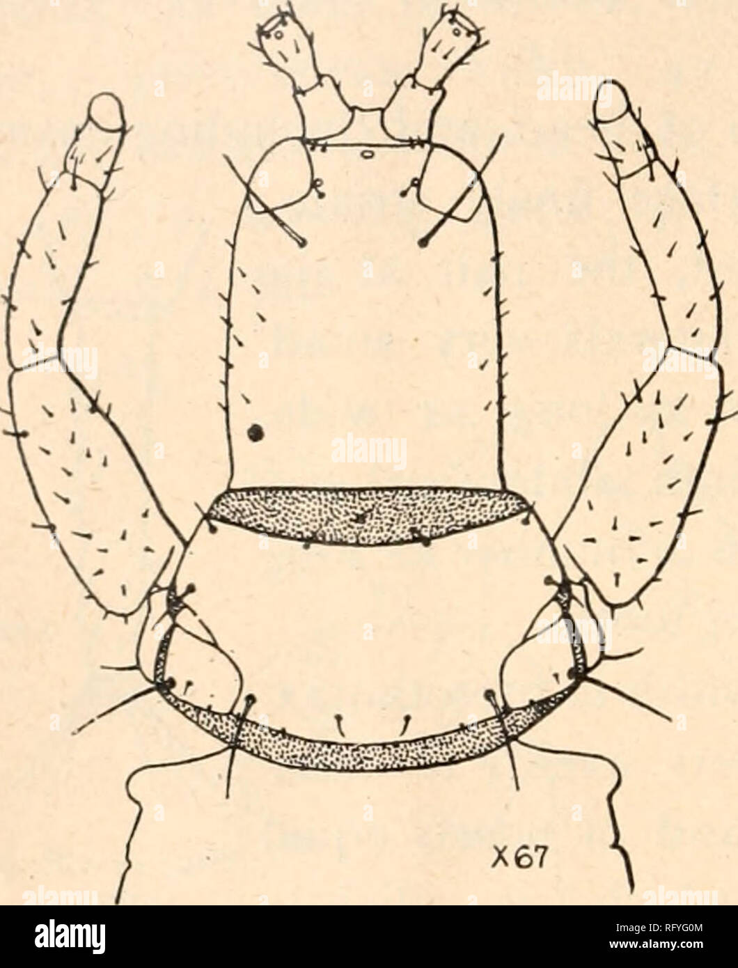 . The Canadian entomologist. Insects; Entomology. 308 THE CANADIAN ...