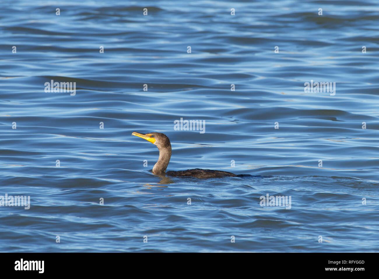Common Cormorant High Resolution Stock Photography and Images - Alamy