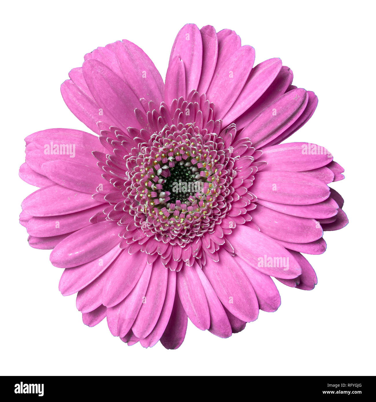 beautiful purple gerbera daisy flower isolated on white background ...