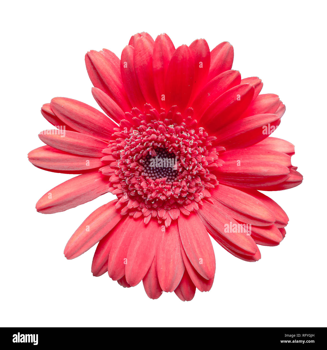beautiful maroon gerbera daisy flower isolated on white background ...