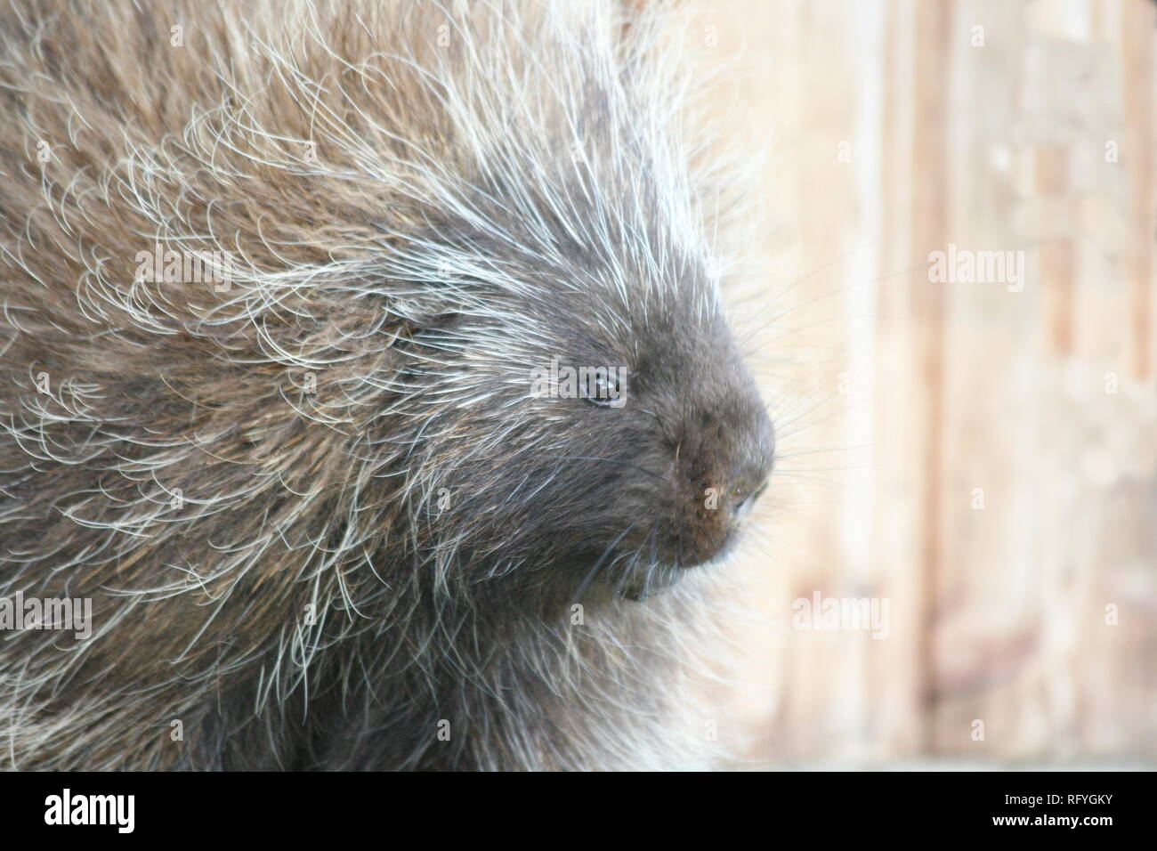 Porcupine (Hystricidae) is a rodent with quills Stock Photo - Alamy