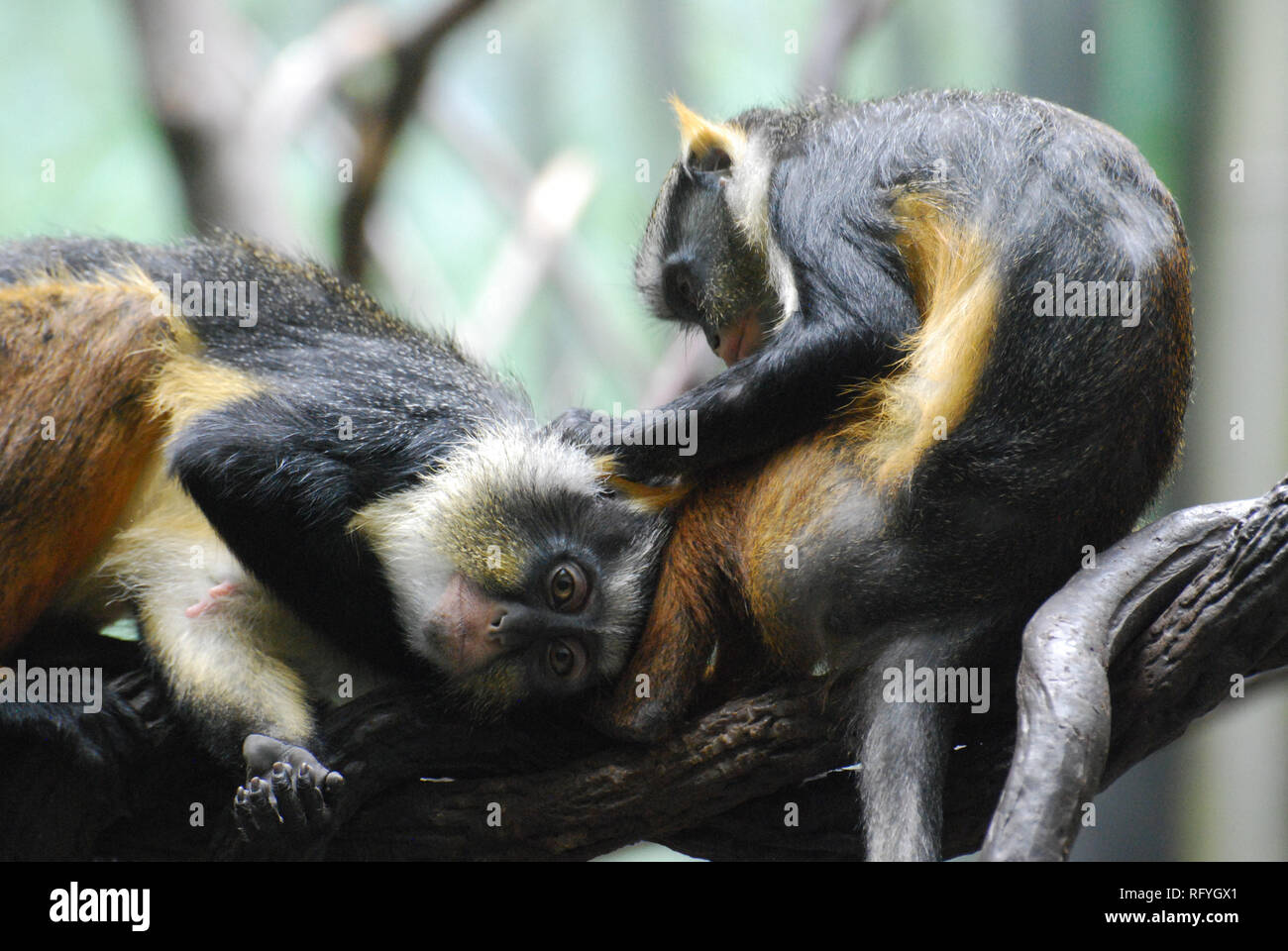 Grooming pair of wolf's guenon monkeys in the wild Stock Photo - Alamy