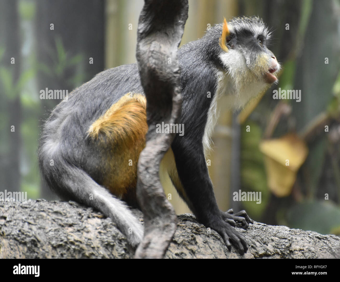 Wolf's mnna monkey on a fallen tree trunk Stock Photo - Alamy
