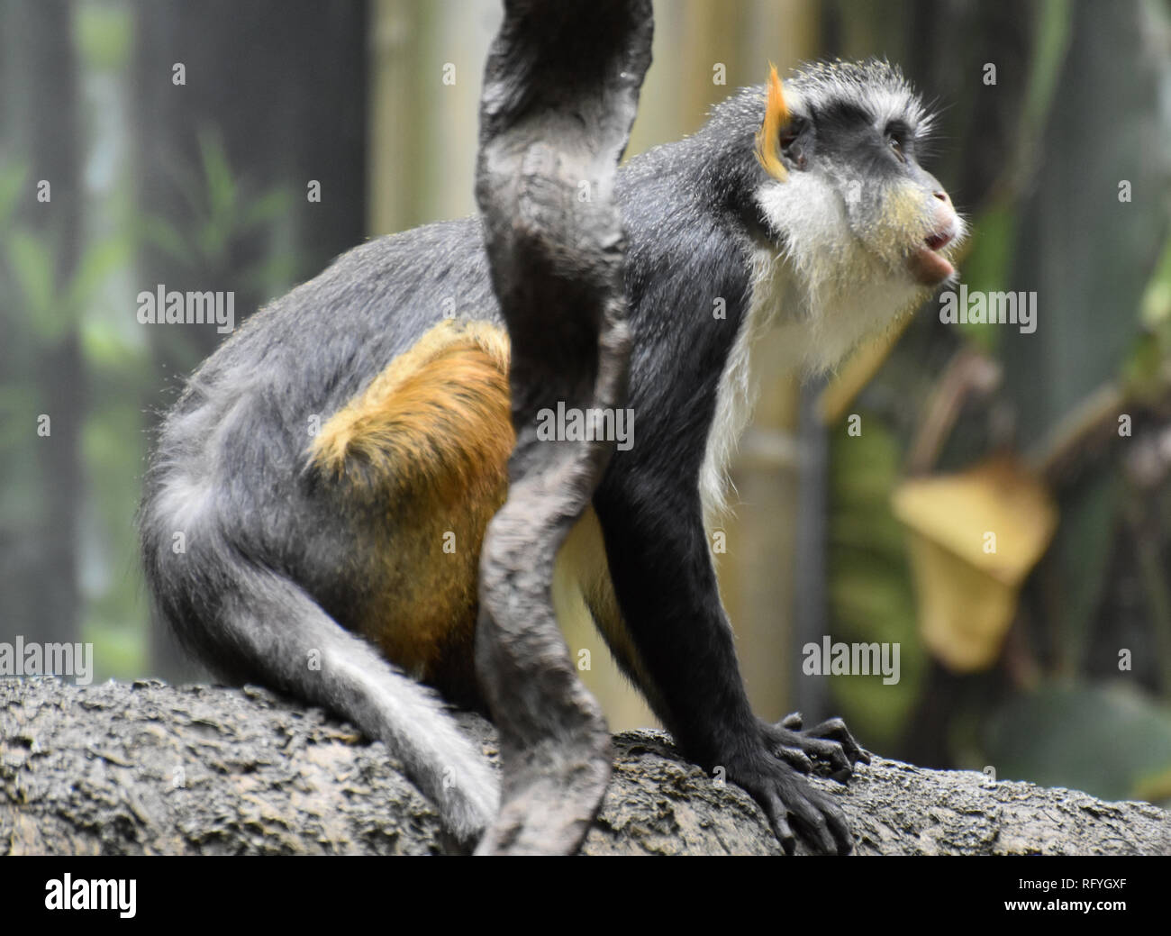 Guenon family hi-res stock photography and images - Alamy