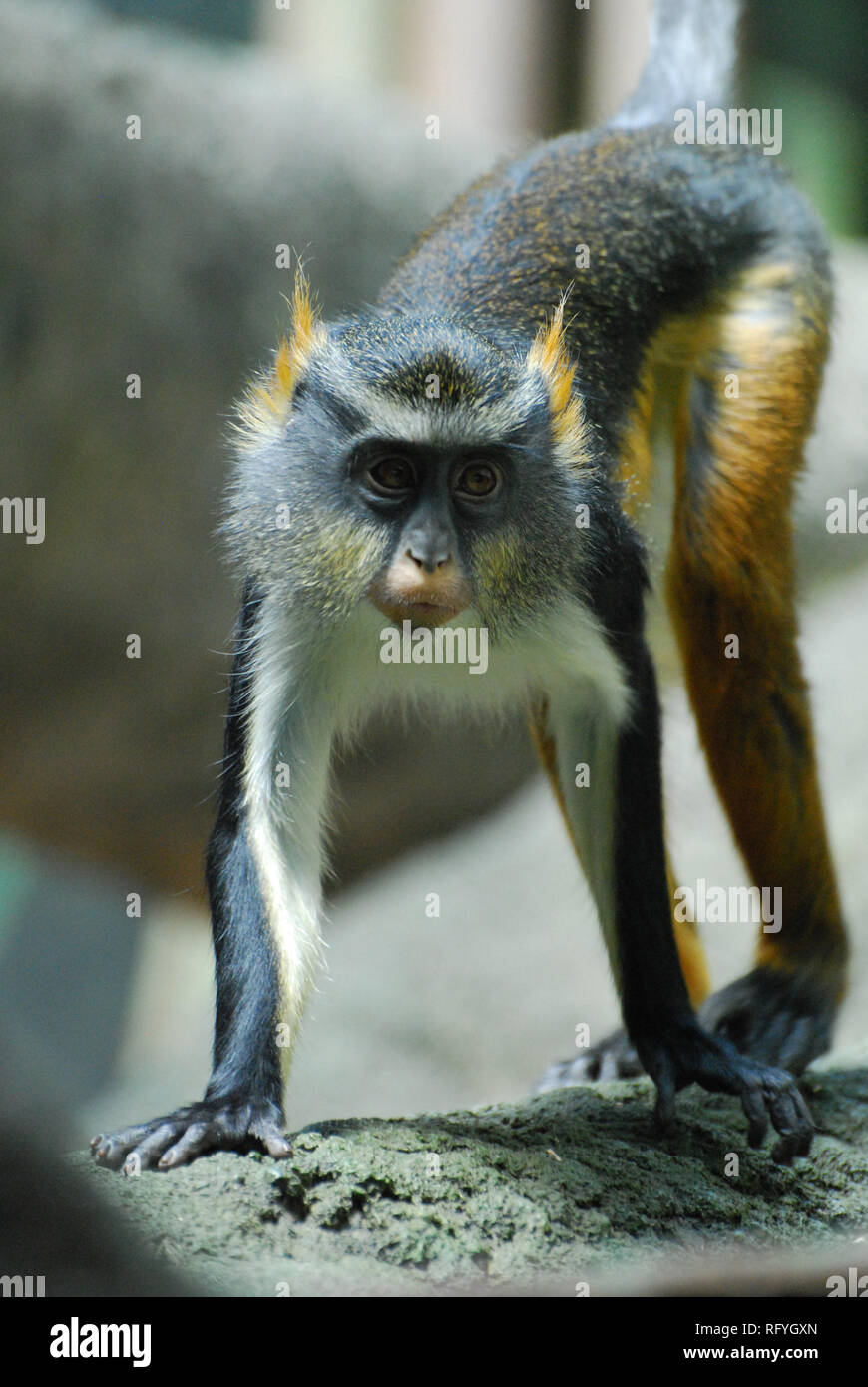 Really great wolf's guenon monkey up close Stock Photo - Alamy