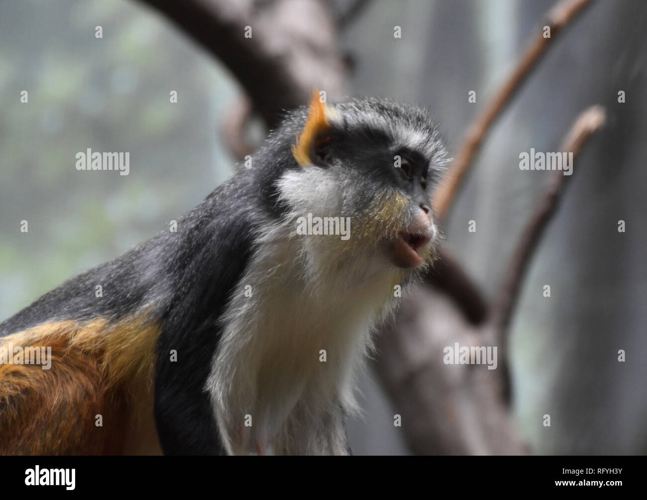 Amazing profile of a wolf's mona monkey sitting down Stock Photo - Alamy