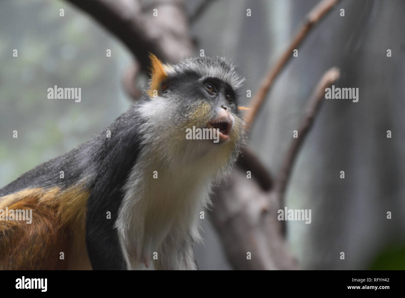 Fantastic distinctive markings on a wolf's mona monkey Stock Photo - Alamy