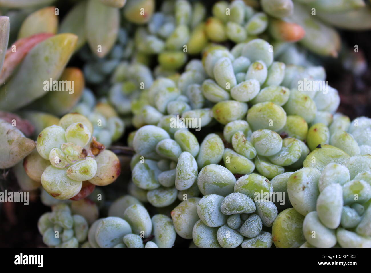 Succulent close up hi-res stock photography and images - Alamy