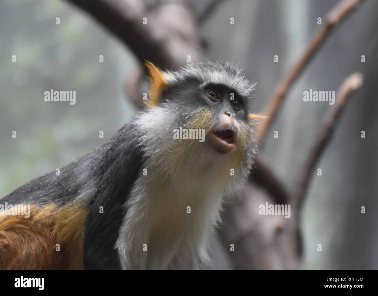 Great face of wolf's mona monkey sitting up Stock Photo - Alamy