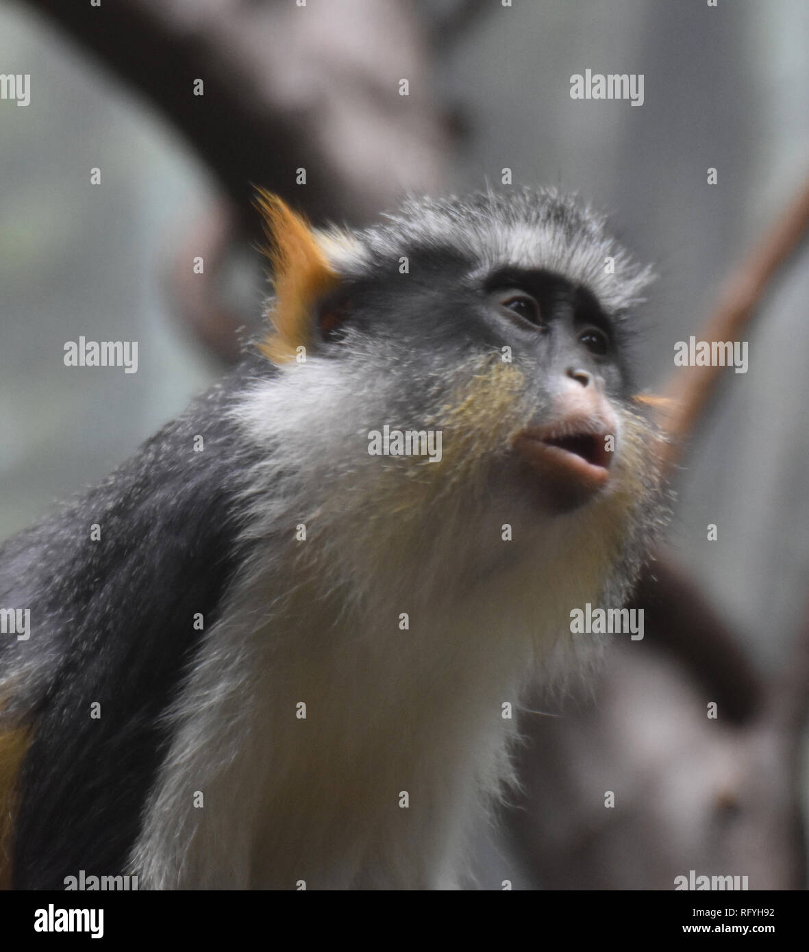 Confusion on the face of a wolf's guenon monkey Stock Photo - Alamy