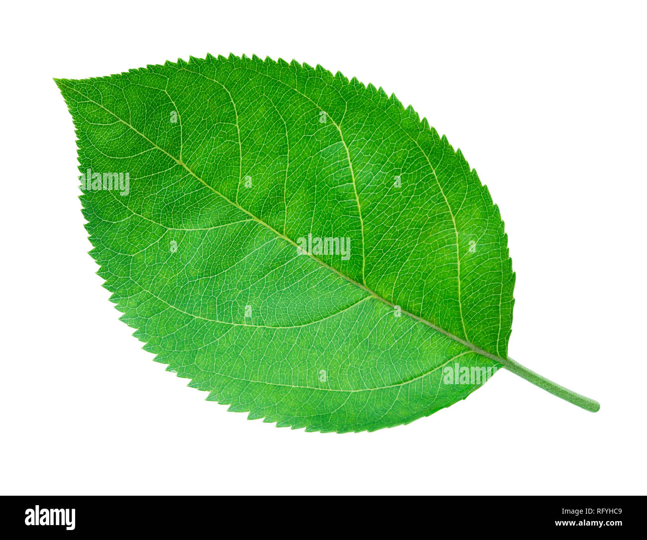 Apple with leaf hi-res stock photography and images - Alamy