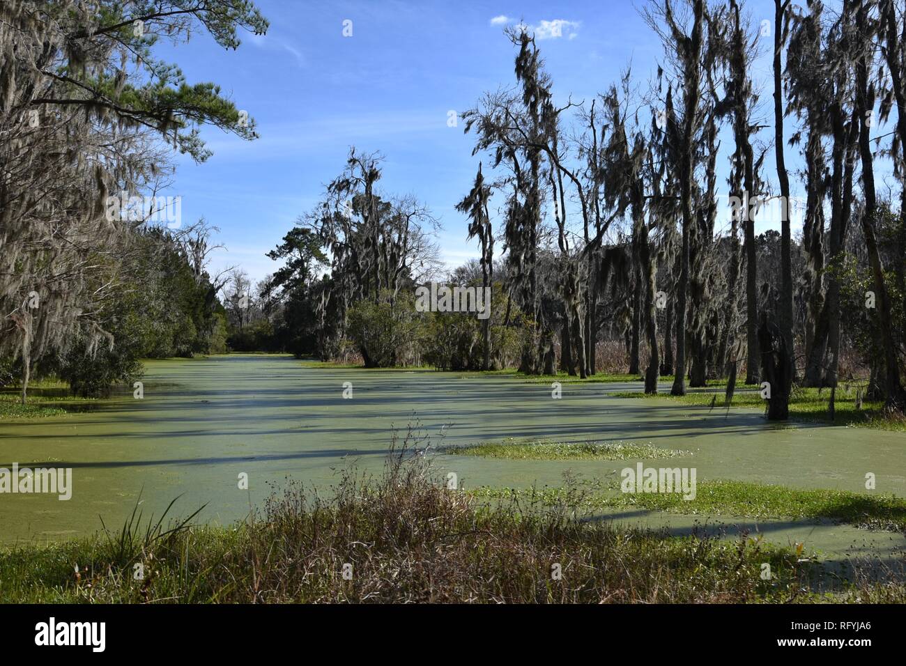 Audubon Swamp in South Carolina Stock Photo - Alamy