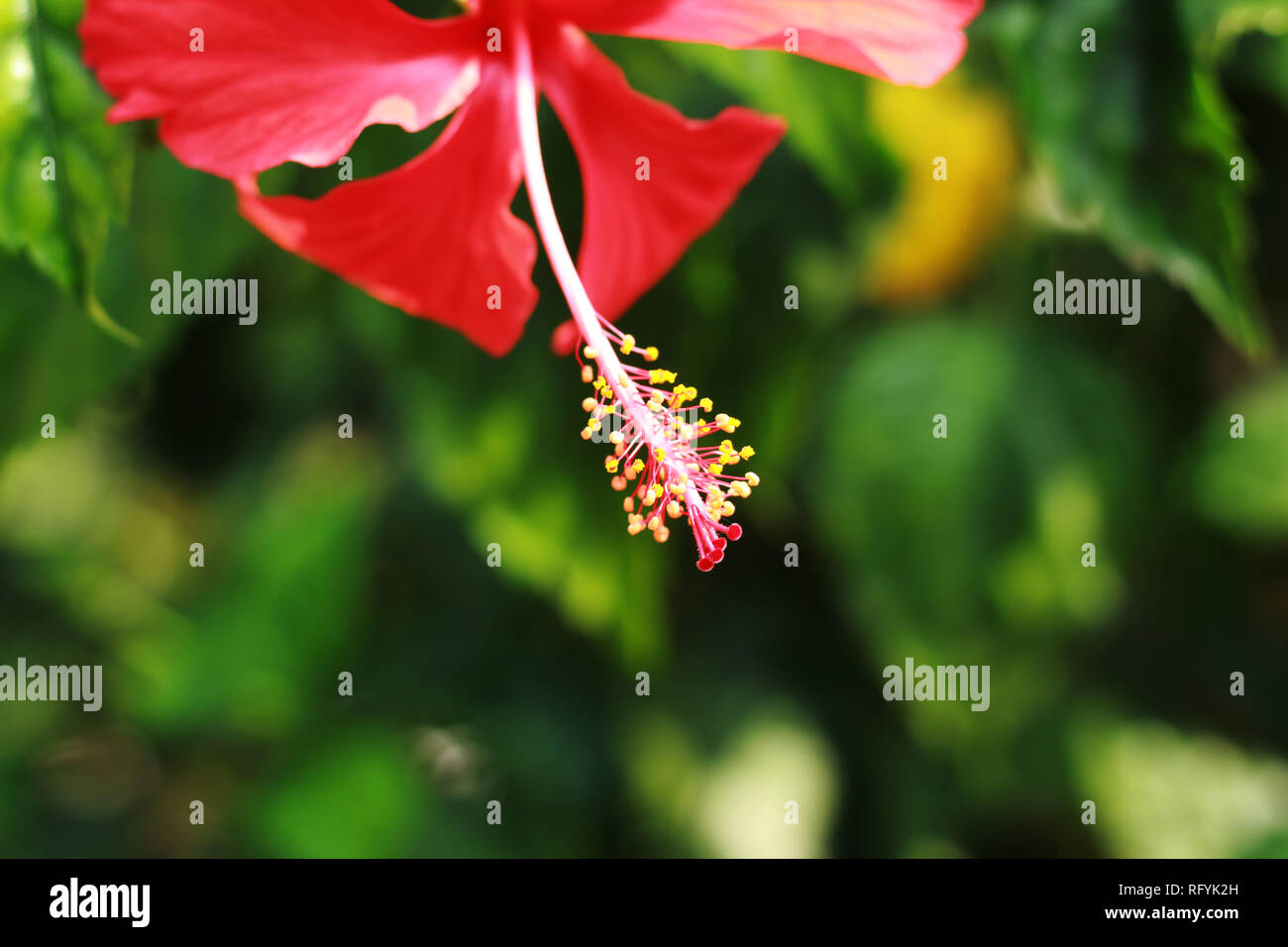 Hawaiian half flower hi-res stock photography and images - Alamy