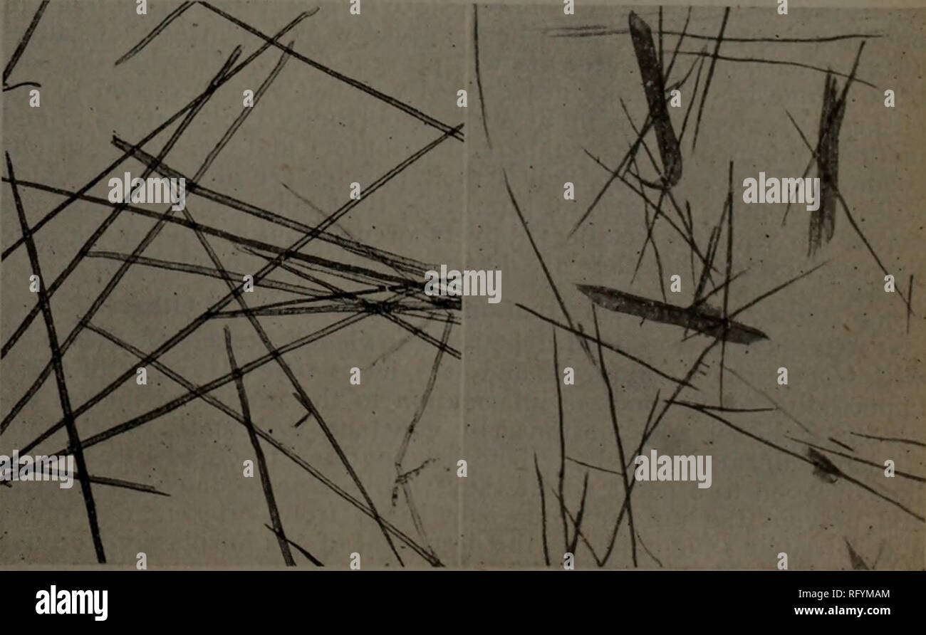. Canadian forest industries 1916. Lumbering; Forests and forestry ...