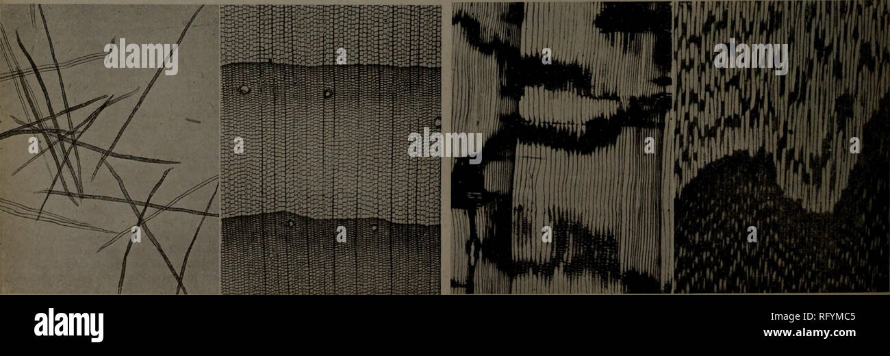 Structure of a fibre under microscope hi-res stock photography and ...