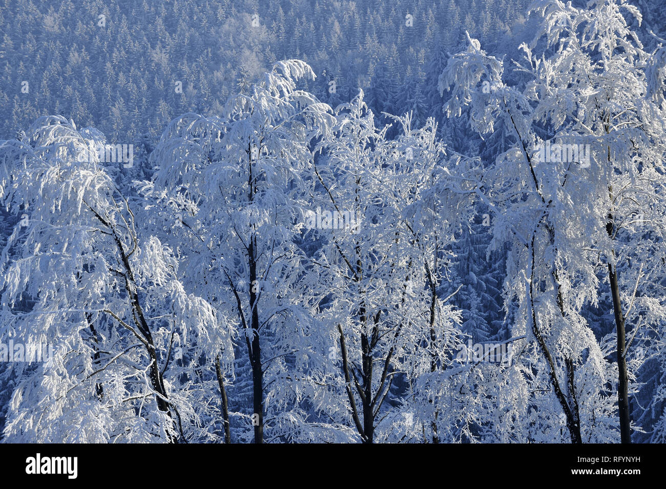 winter, snow, snowed, trees, forest, outdoor, nature, woods, landscape ...