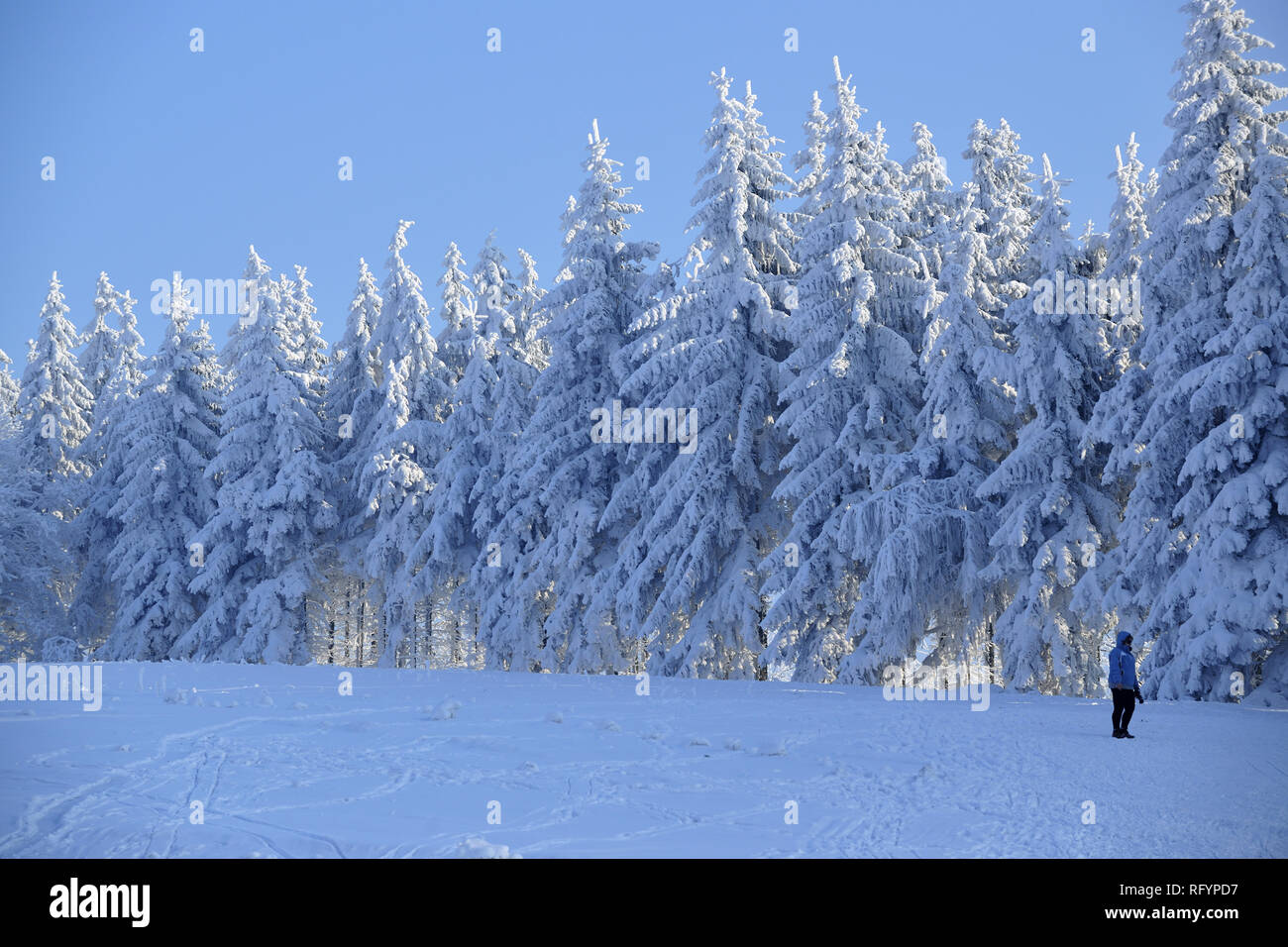winter, snow, snowed, trees, forest, outdoor, nature, woods, landscape ...