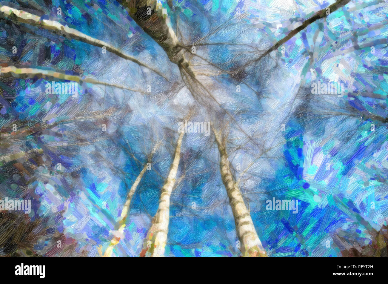 Birch tree silhouette hi-res stock photography and images - Alamy