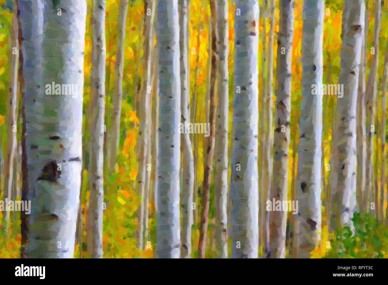 Birch tree silhouette hi-res stock photography and images - Alamy