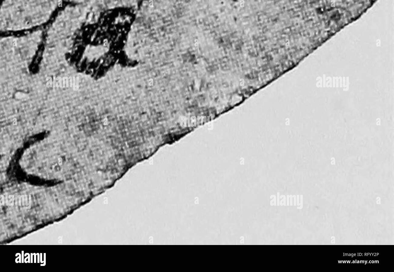 "Light from the ancient East; the New Testament illustrated by recently ...