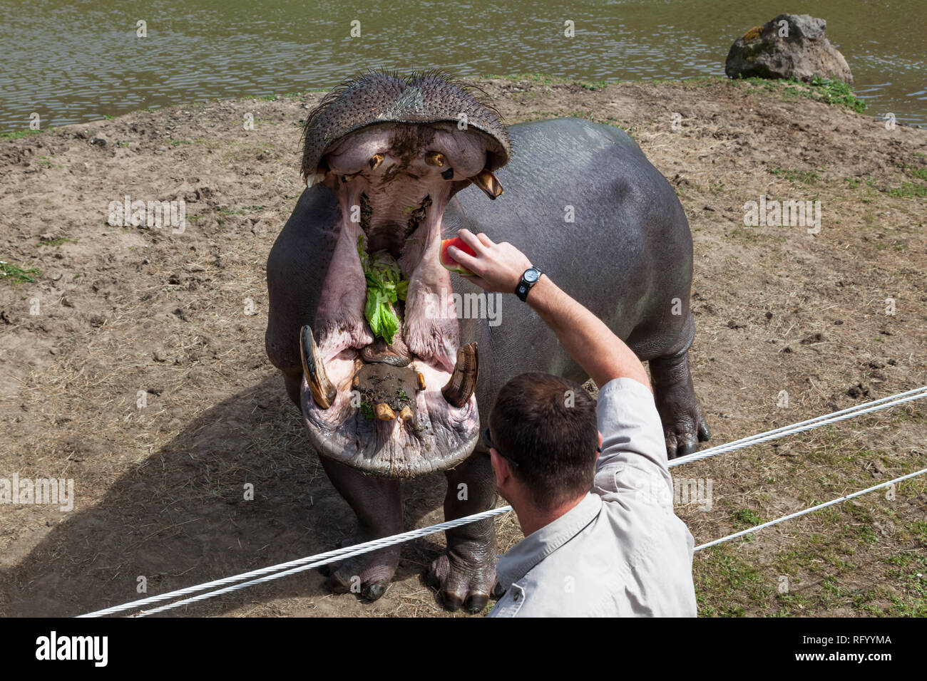 A hippopotamus eating a watermelon hi-res stock photography and images ...