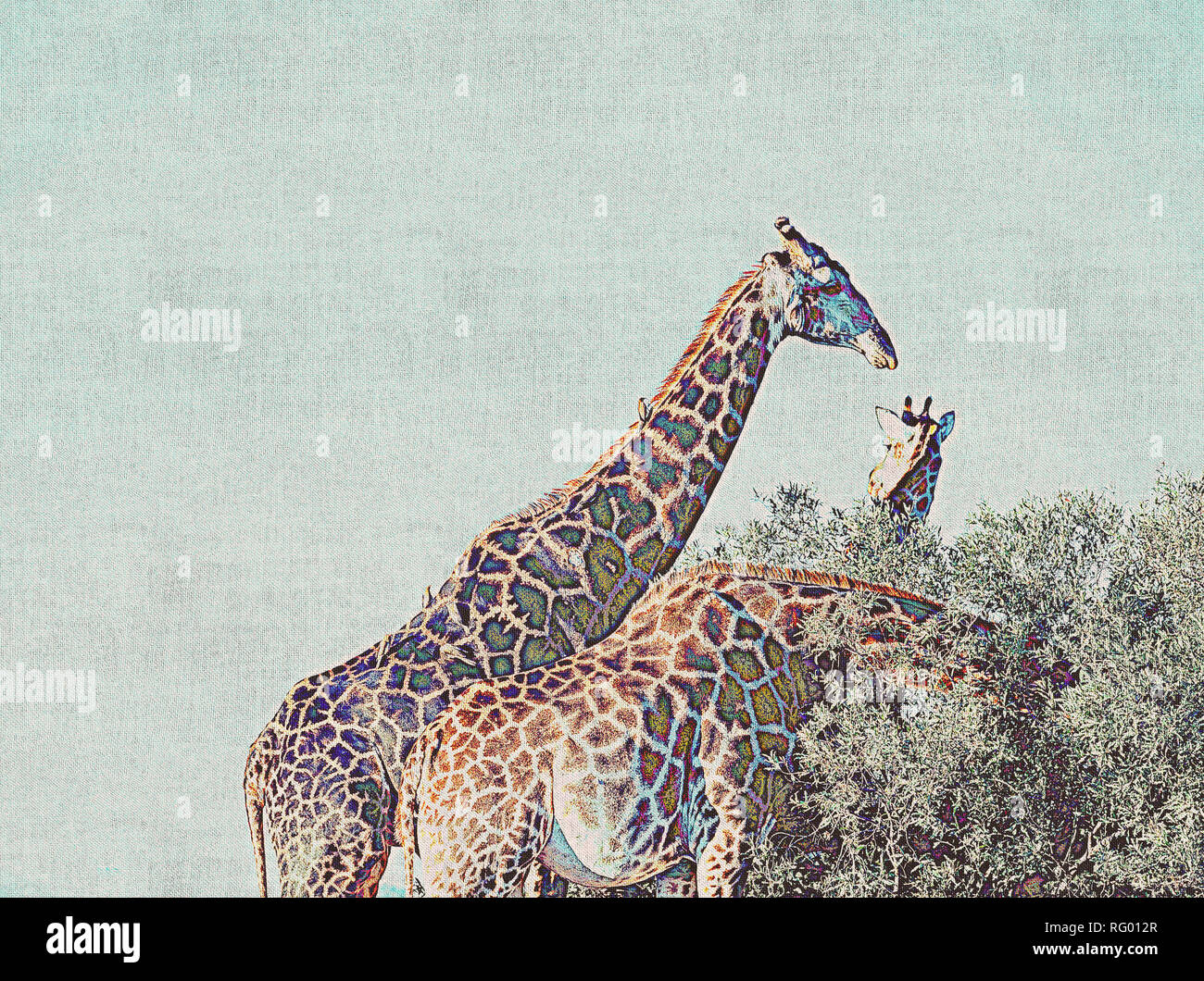 African wild giraffe hi-res stock photography and images - Alamy