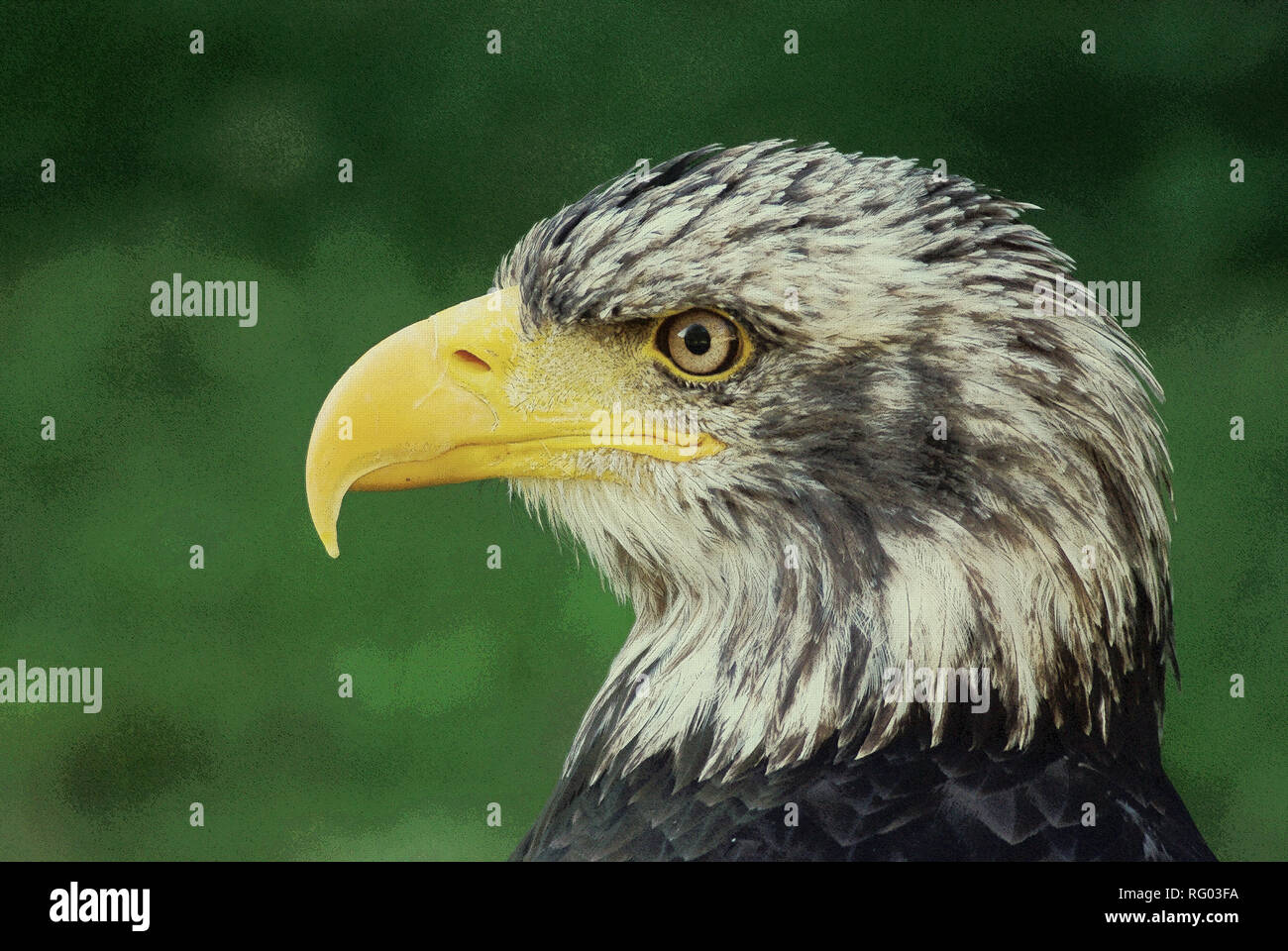 Abstract wing logo hi-res stock photography and images - Alamy