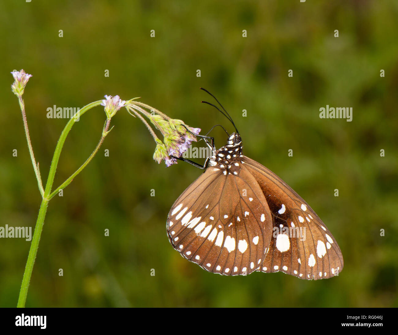 Common crow butterfly(Euploea core) resting on wild verbena(Verbena ...