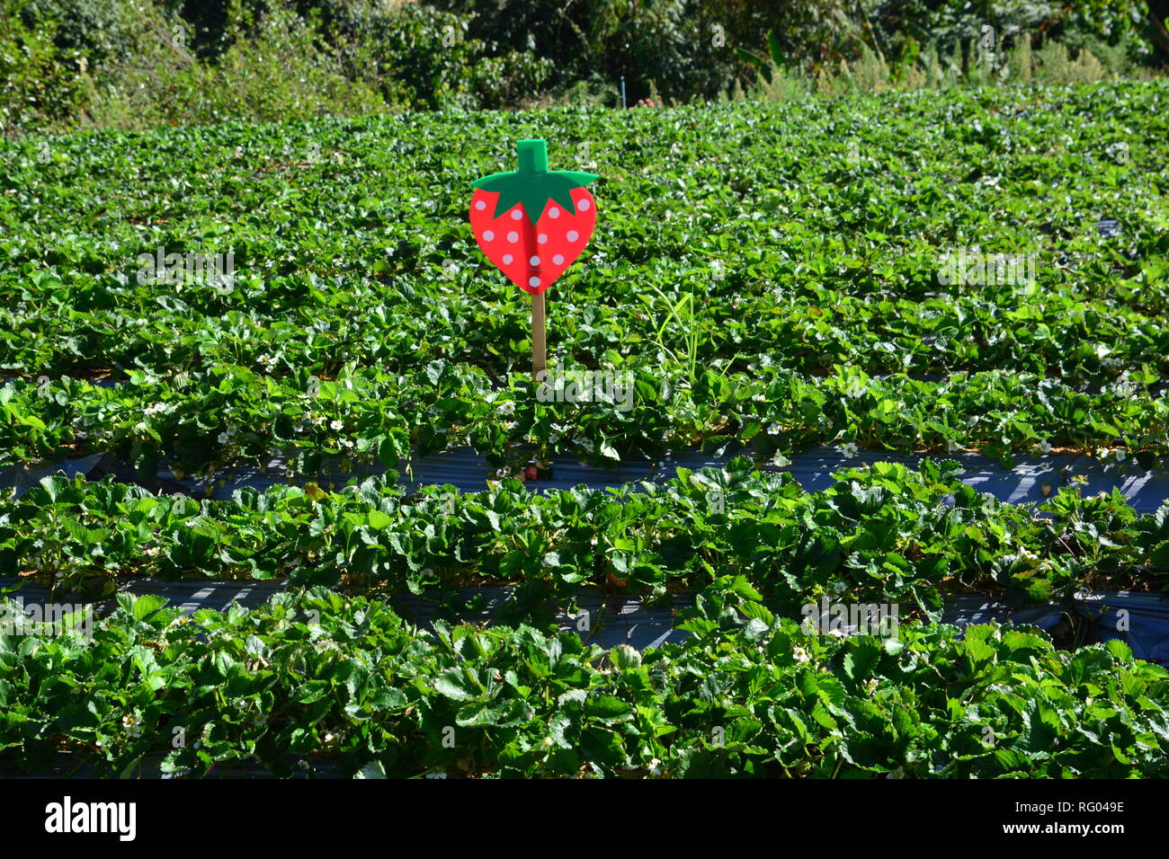 Japanese strawberry tree hi-res stock photography and images - Alamy