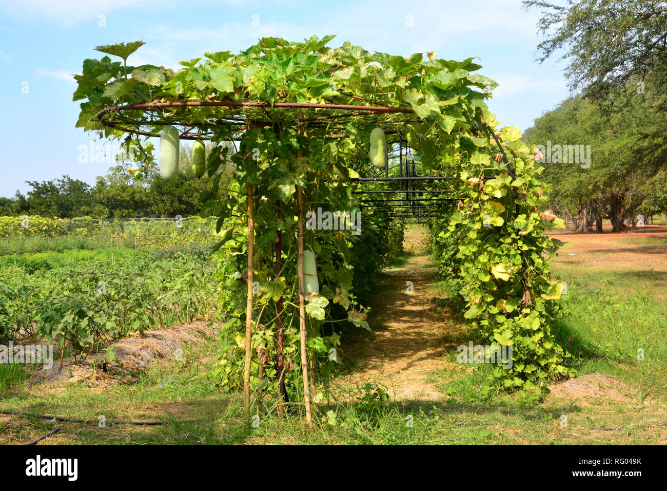 Melon tree on white hi-res stock photography and images - Alamy