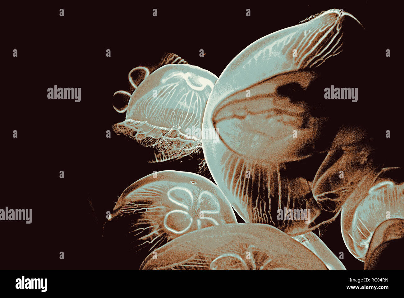 Marine life animal wildlife hi-res stock photography and images - Alamy