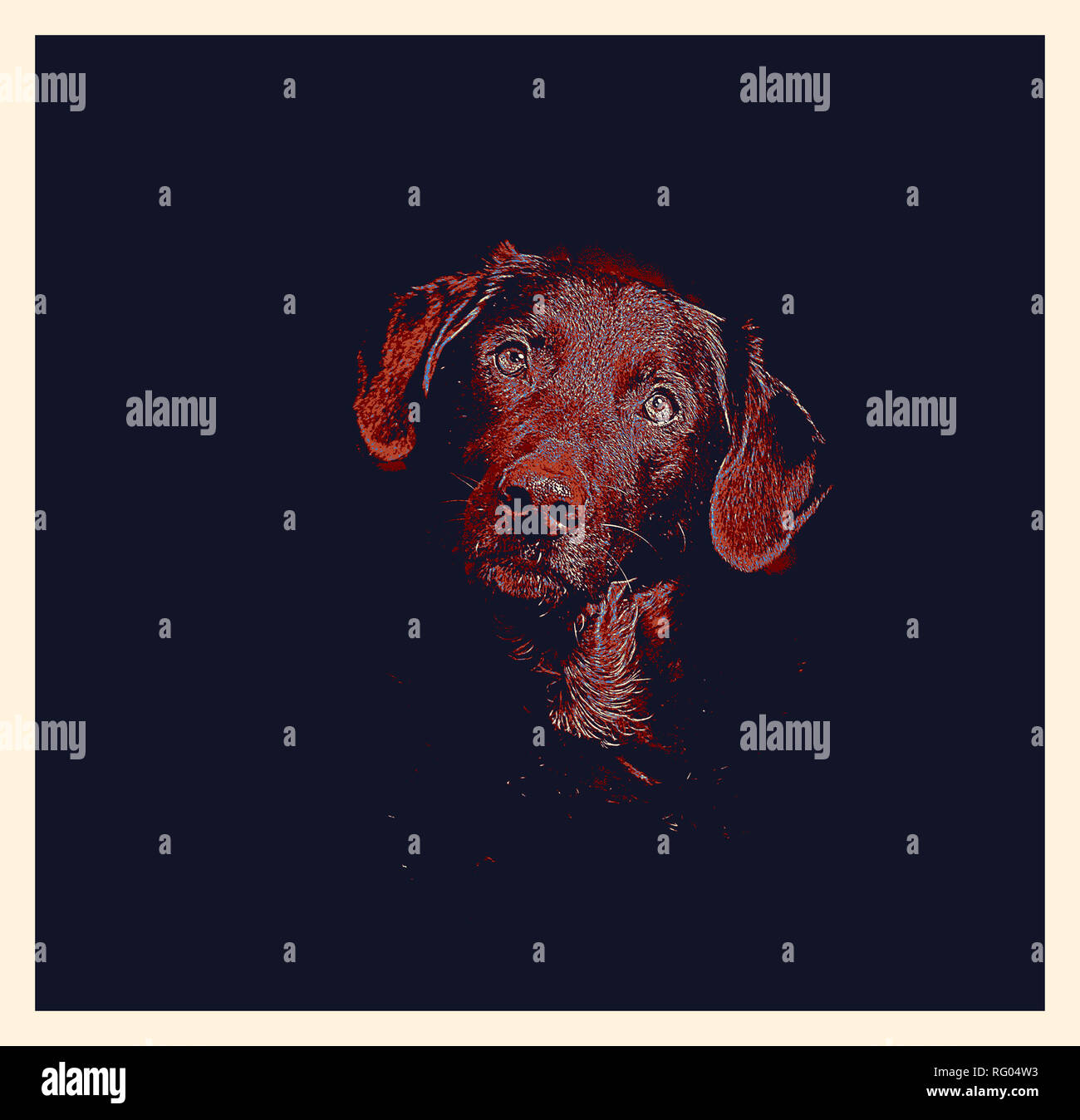 Mixed breed dog labrador hi-res stock photography and images - Alamy