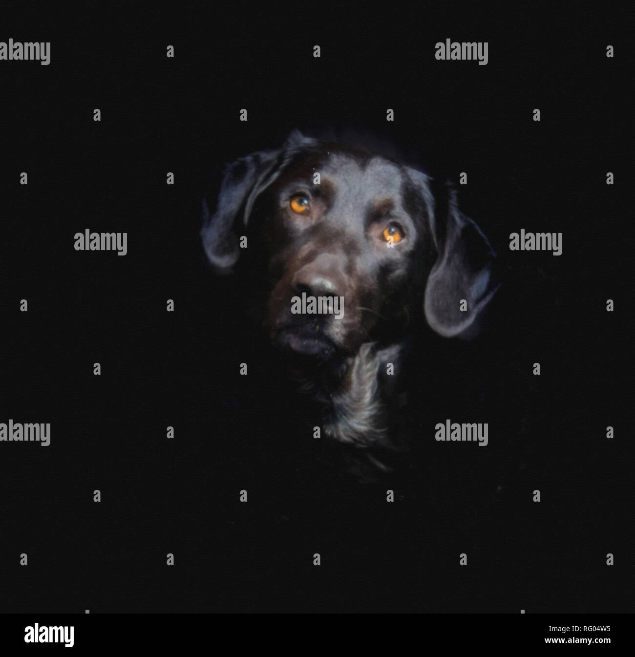 Mixed breed dog labrador hi-res stock photography and images - Alamy